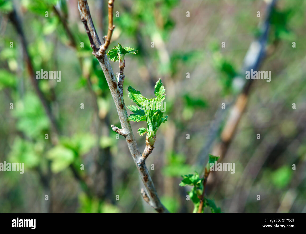 young leaves of raspberry. close up Stock Photo - Alamy