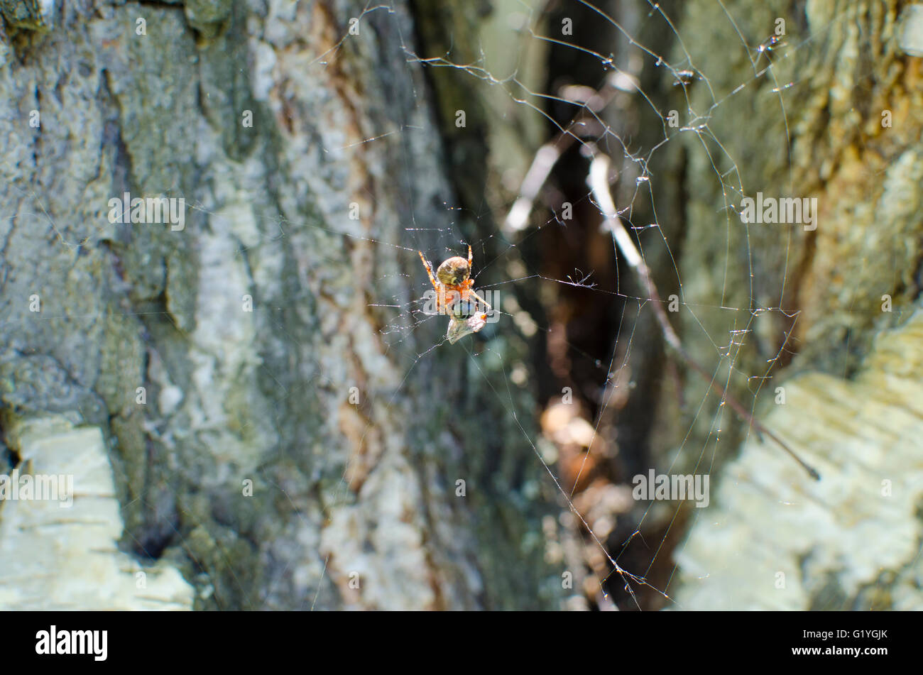 Spiderweb Cocooned Trees