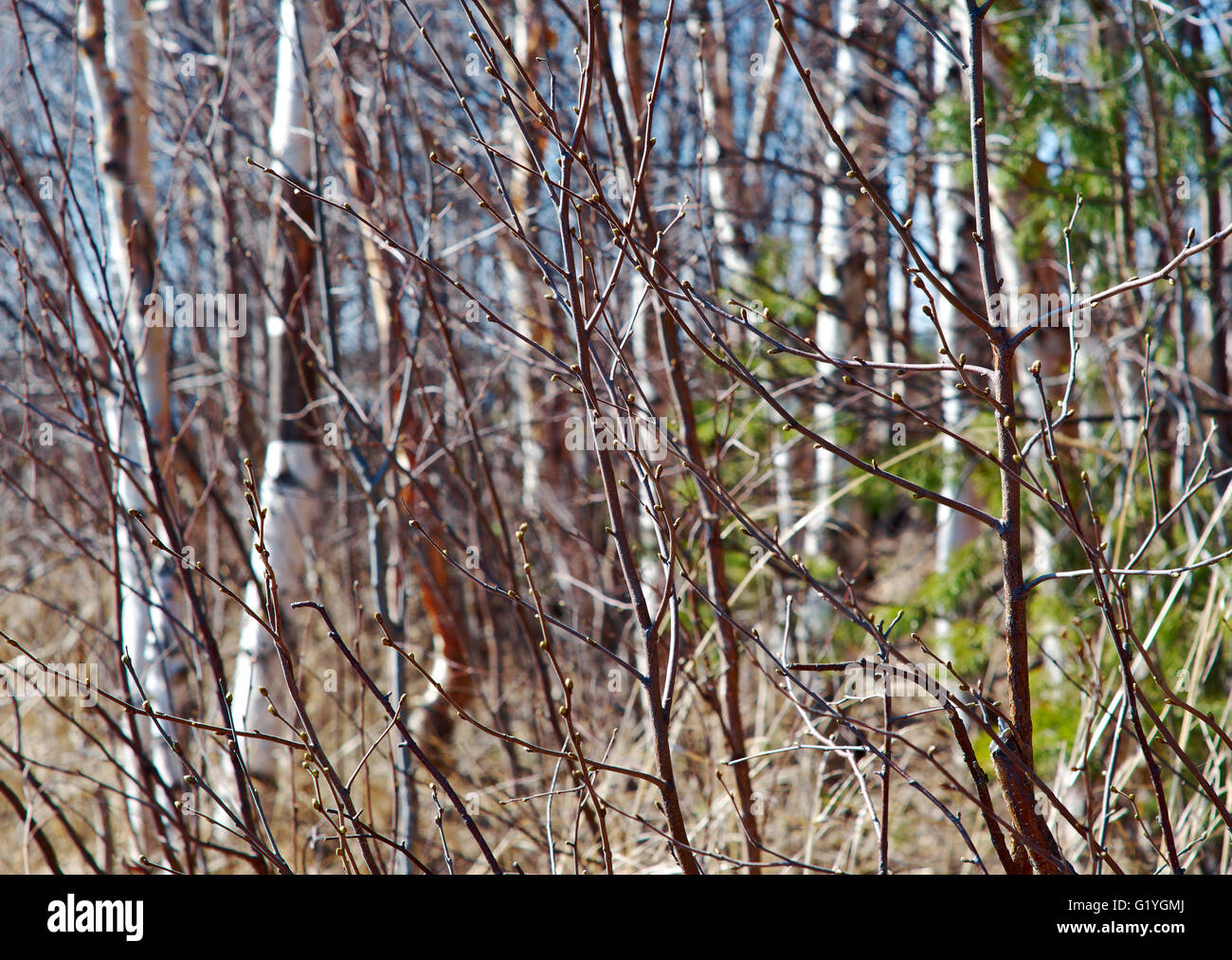 Russian landscape in the spring forest Stock Photo - Alamy