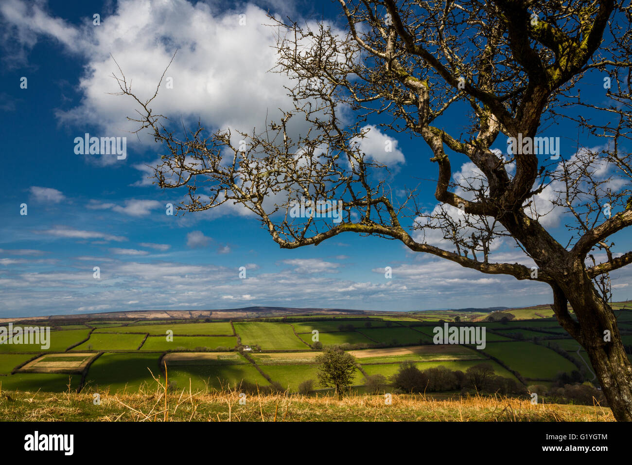 Old Hawthorn Tree High Resolution Stock Photography and Images - Alamy