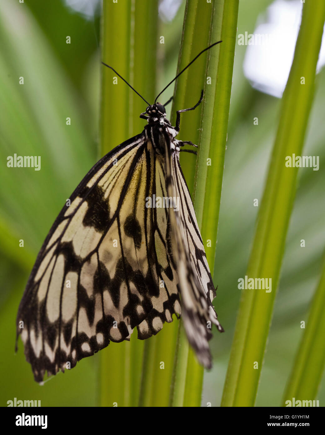 Proboscis zoology hi-res stock photography and images - Alamy