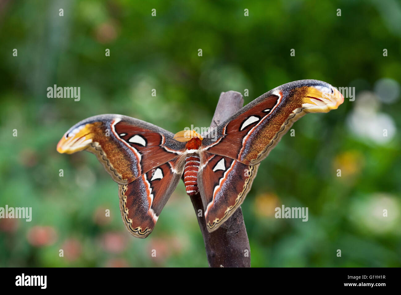 Moth 'Attacus atlas' Stock Photo - Alamy