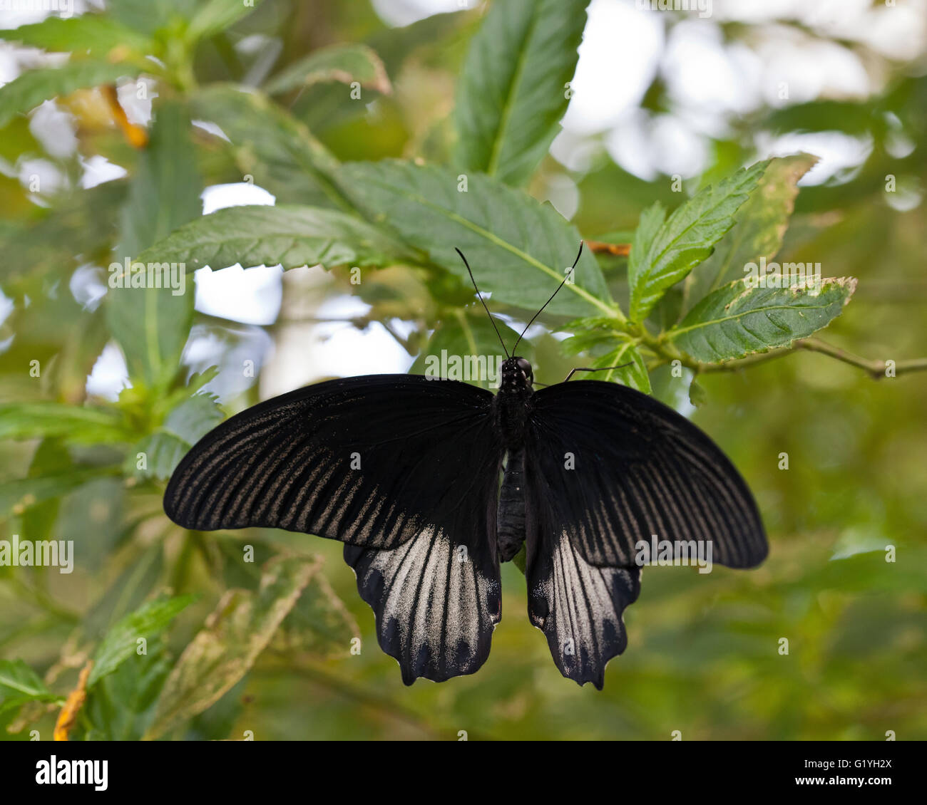 Proboscis zoology hi-res stock photography and images - Alamy