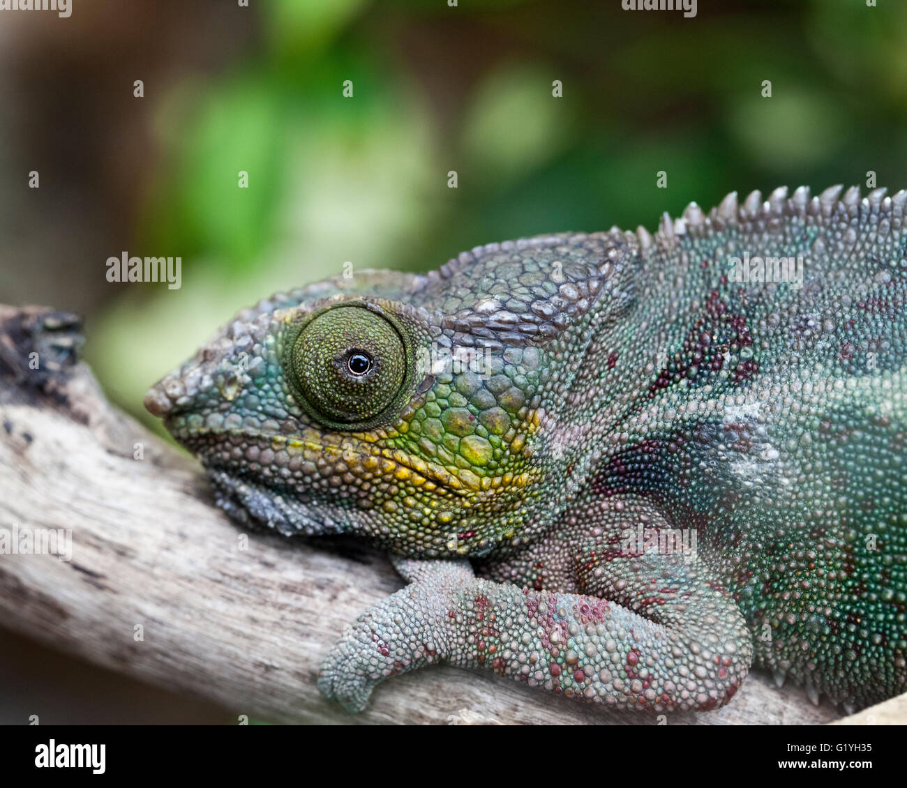 Chameleon europe hi-res stock photography and images - Alamy
