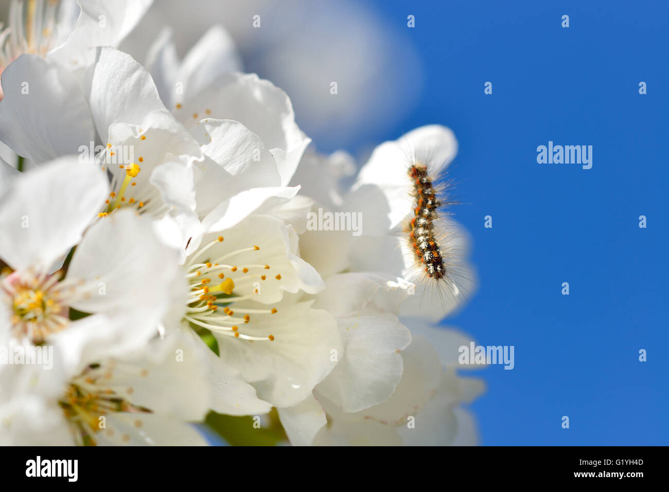 Goldtail Moth (Euproctis similis) on the Spring Cherry Blossom, Prunus ...