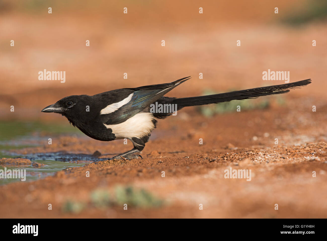 Eurasian magpie magpie bird crow drink drinking hi-res stock ...