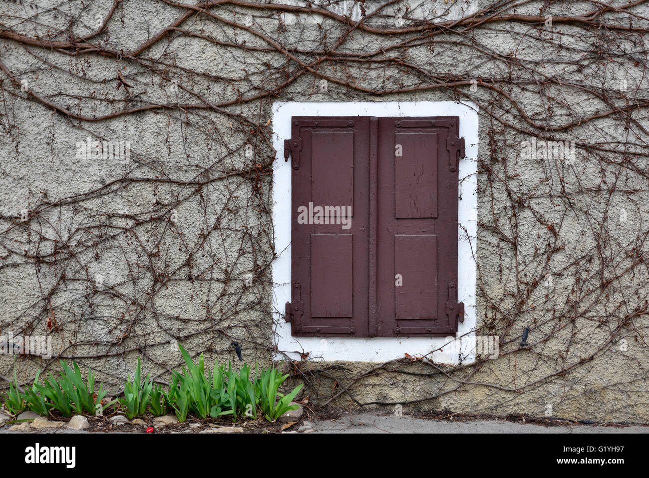 Vines growing over wall by shuttered window Stock Photo - Alamy