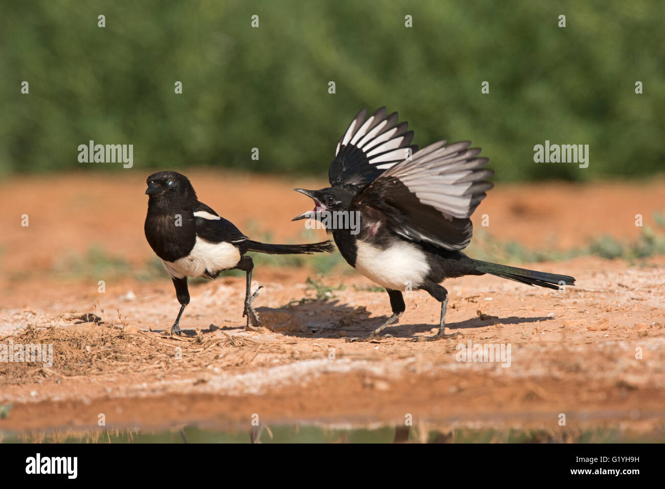 Juvenile magpie hi-res stock photography and images - Alamy