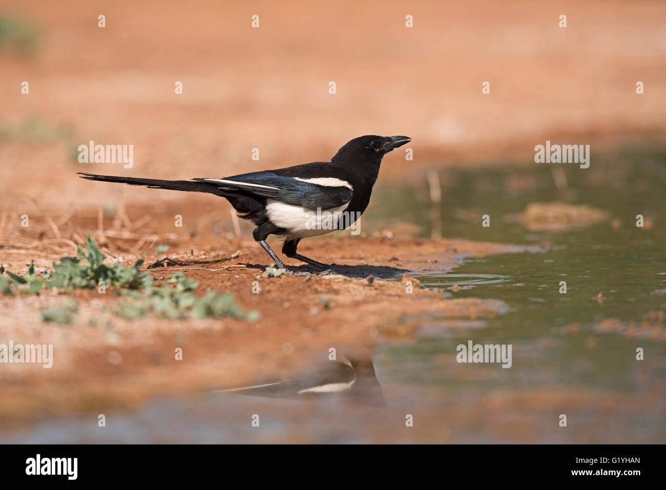 Eurasian Magpie Pica pica drinking Belchite Spain Stock Photo - Alamy