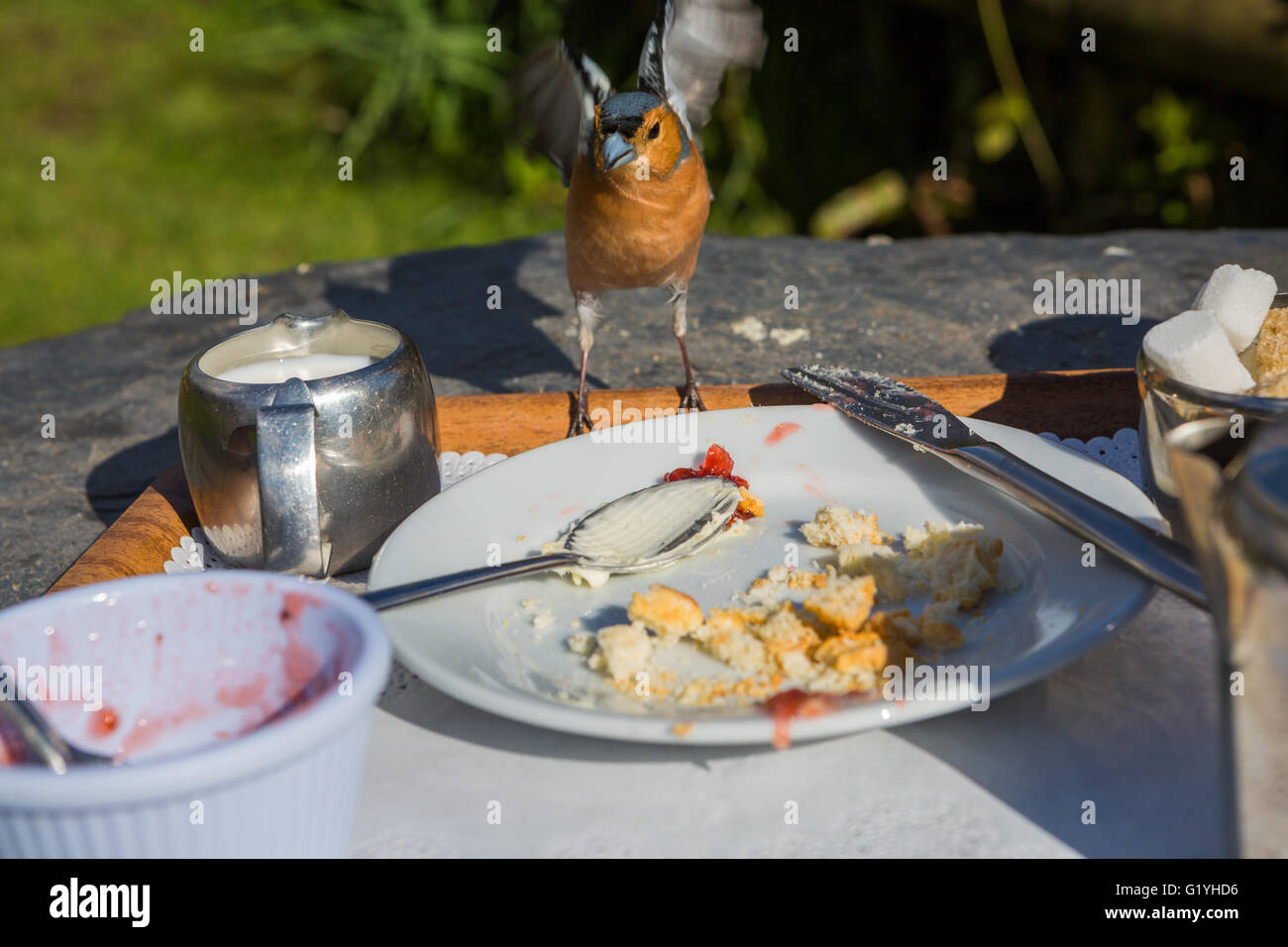 Chaffinch eating crumbs from remains of cream tea, Exmoor, UK Stock ...