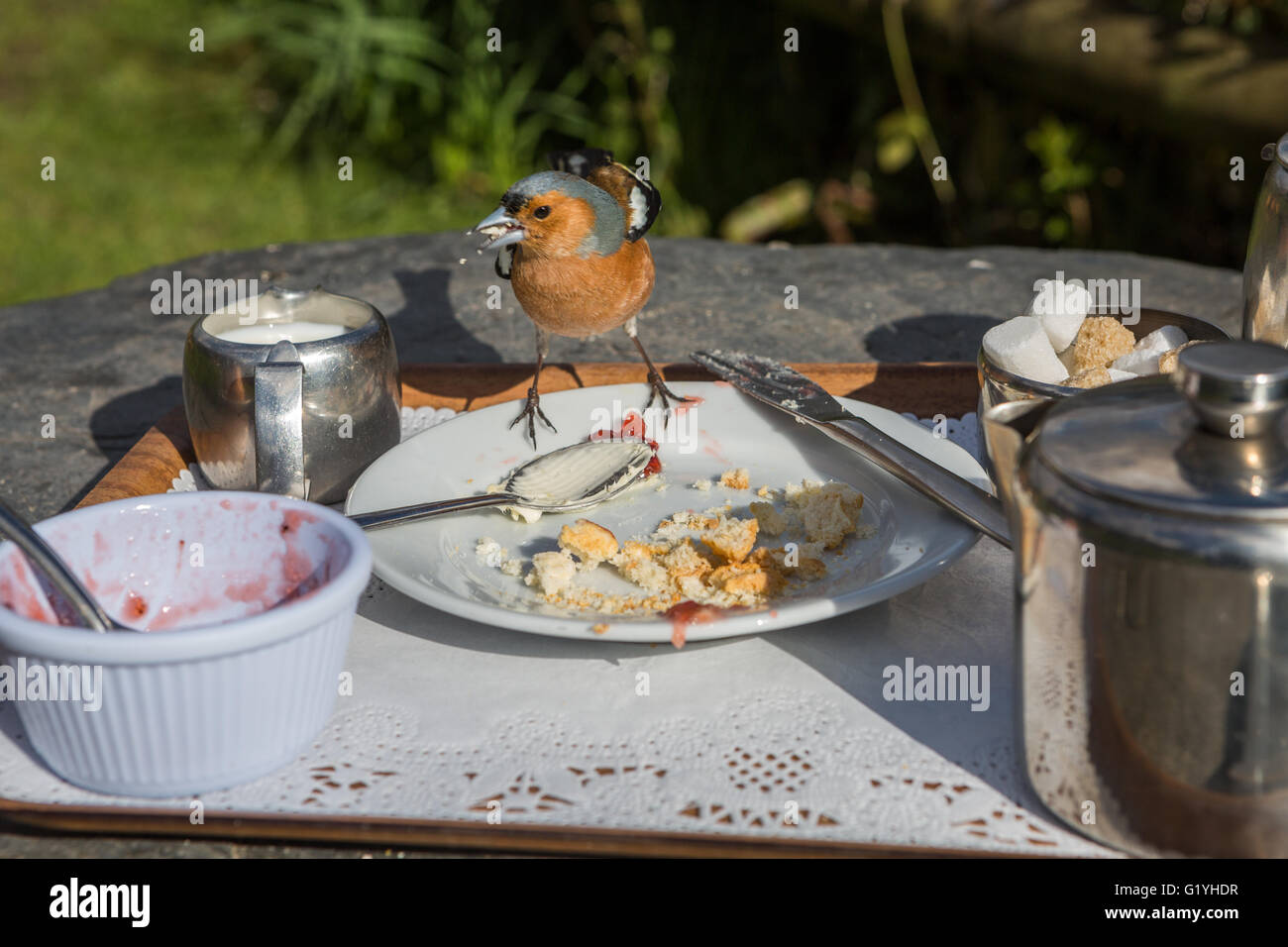 Chaffinch eating crumbs from remains of cream tea, Exmoor, UK Stock ...