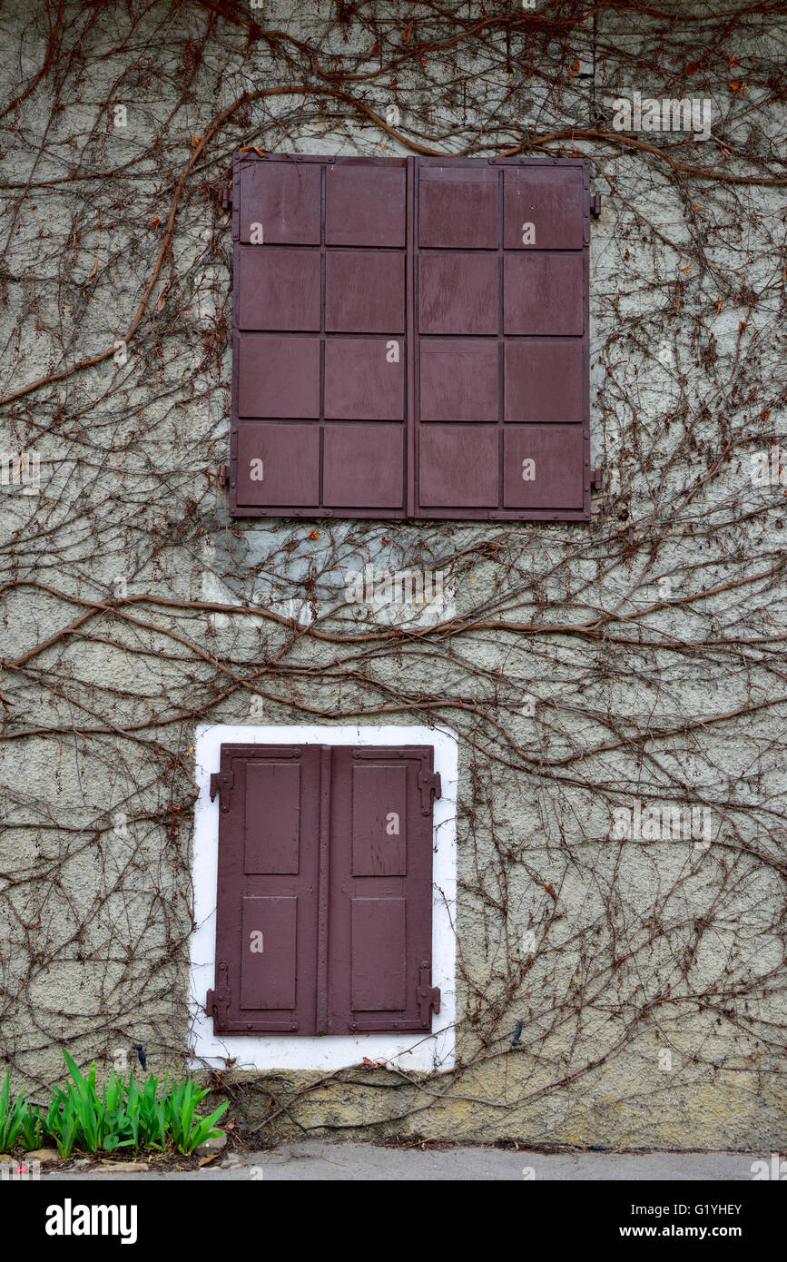 Vines wall background hi-res stock photography and images - Alamy