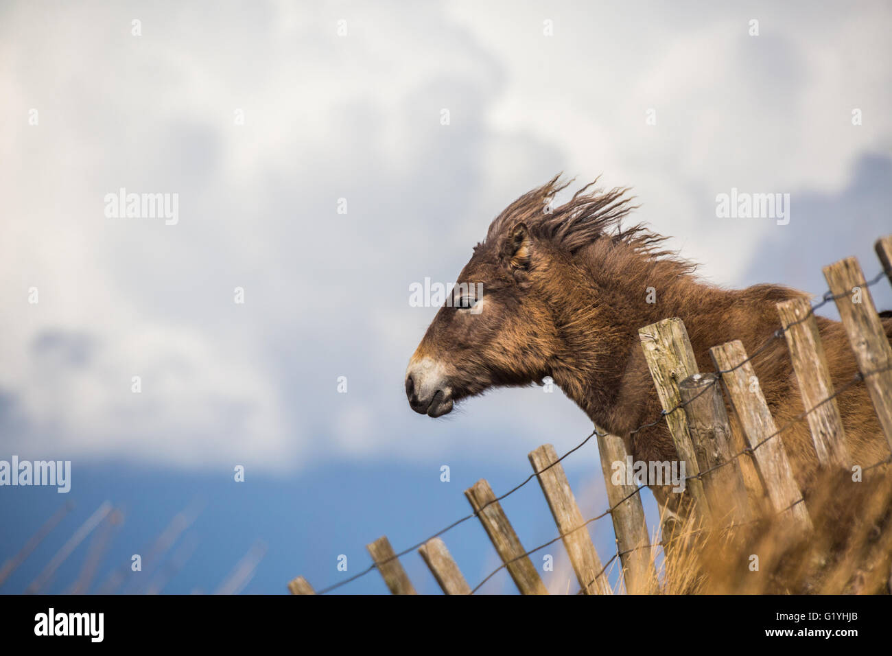 Pony fence hi-res stock photography and images - Alamy