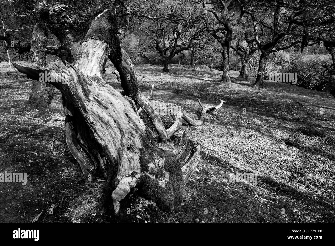 Old dead tree hi-res stock photography and images - Alamy