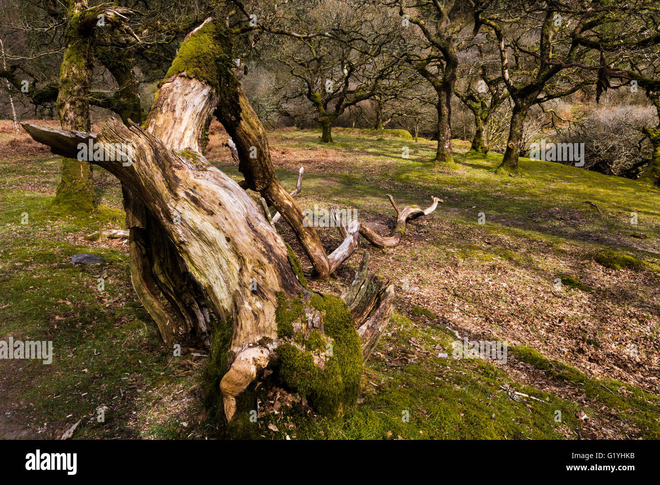 Old dead tree hi-res stock photography and images - Alamy