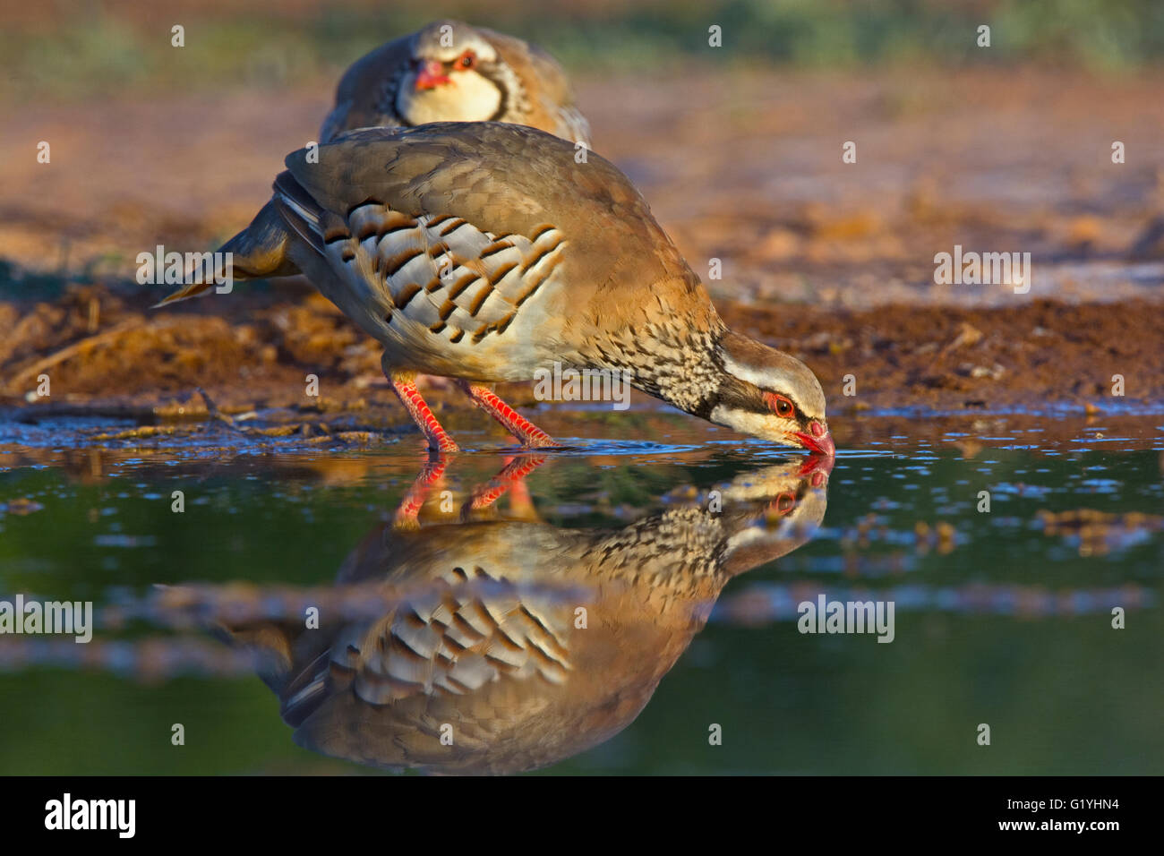 Red-legged Partridge Alectoris rufa drinking at pool in Spanish Steppes ...