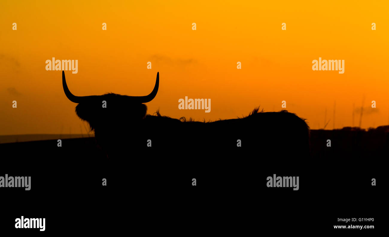Highland cow silhouette hi-res stock photography and images - Alamy