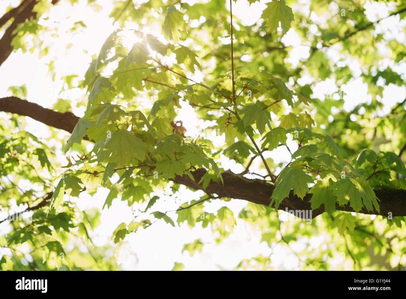 Maple tree with sun in spring hi-res stock photography and images - Alamy