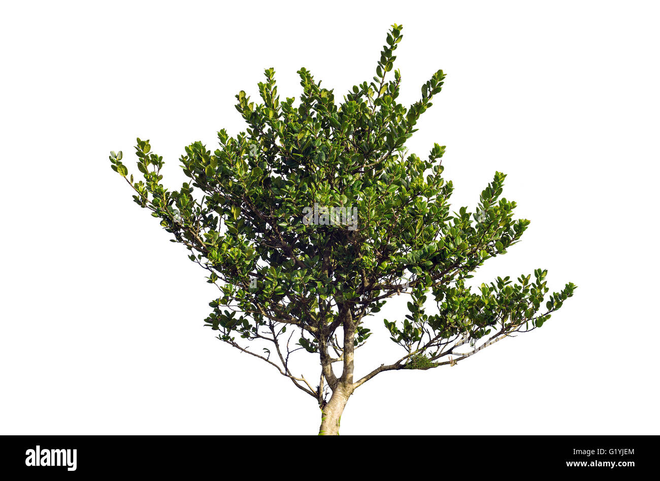 Single alone small ground tree with fresh green leaves, isolated on ...