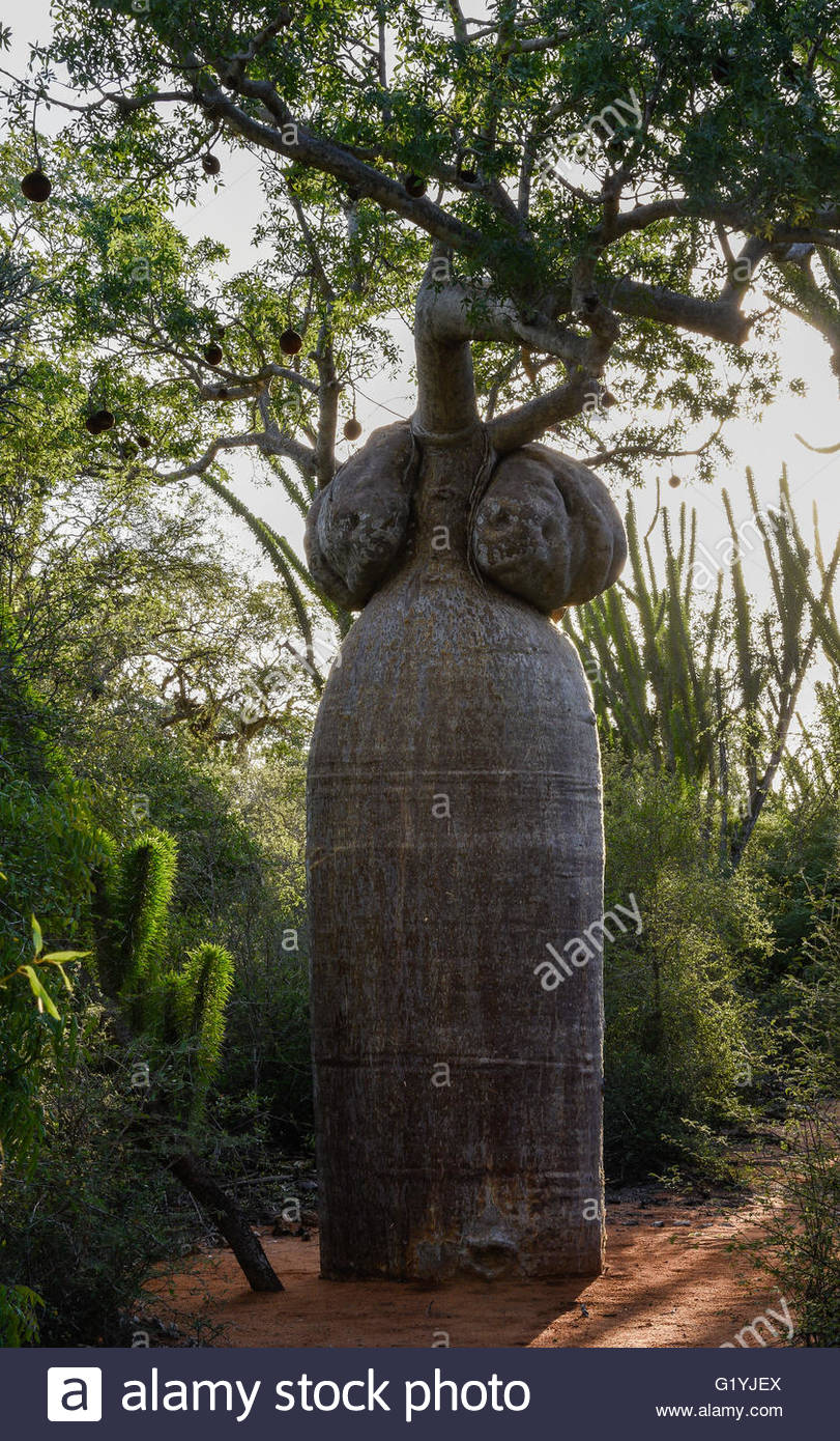 Mangily Stock Photos & Mangily Stock Images - Alamy