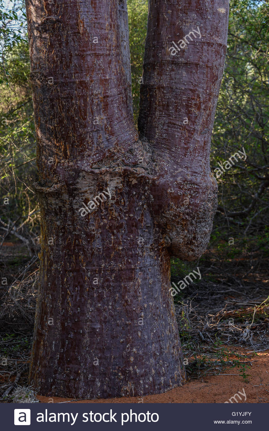 Mangily Stock Photos & Mangily Stock Images - Alamy