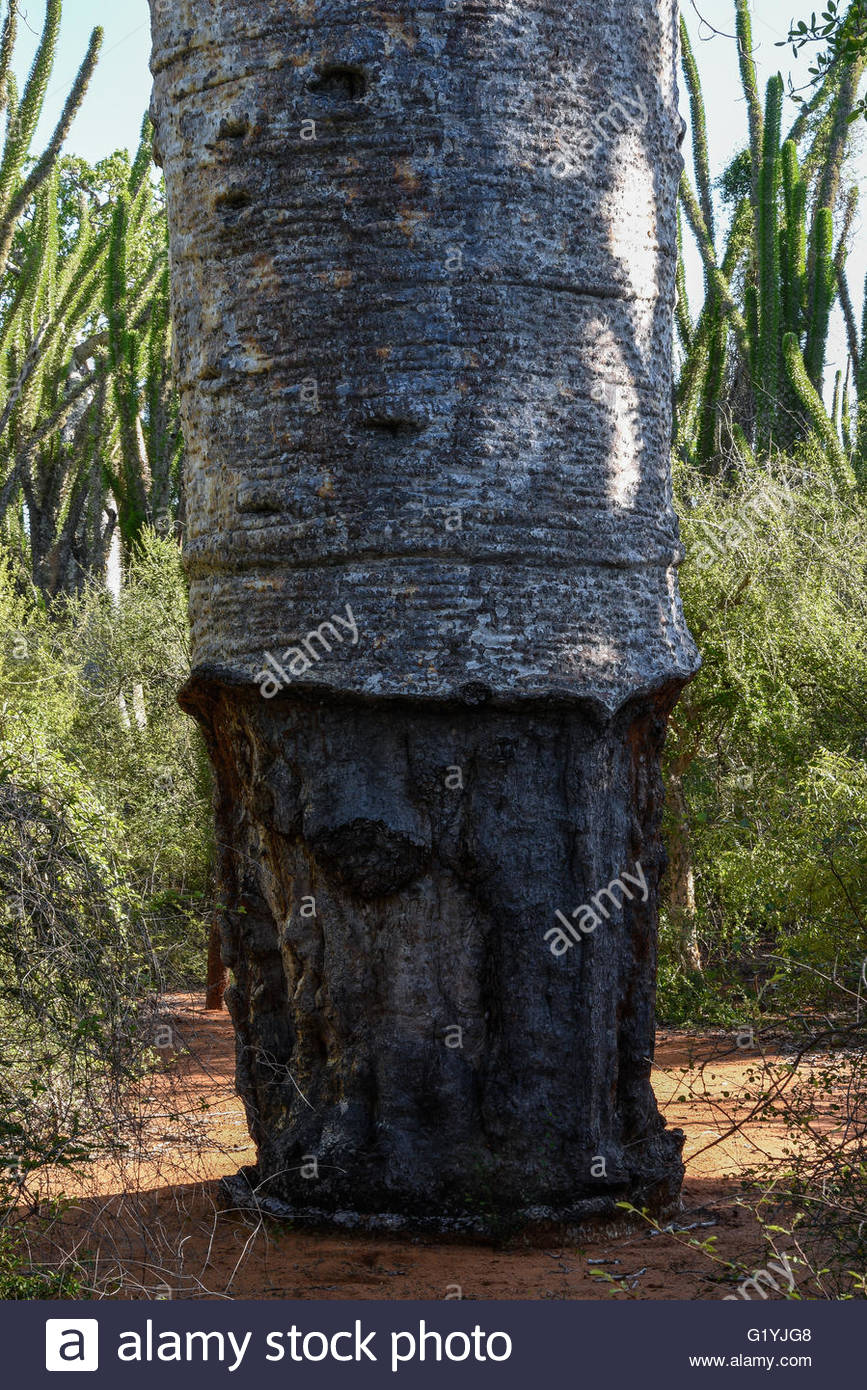 Mangily Stock Photos & Mangily Stock Images - Alamy