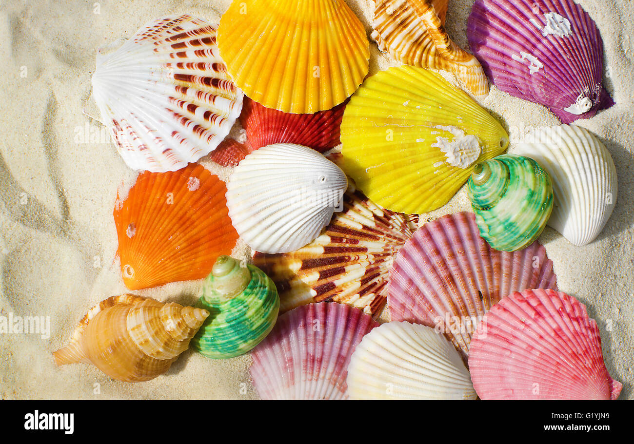 Colorful sea shells background Stock Photo - Alamy