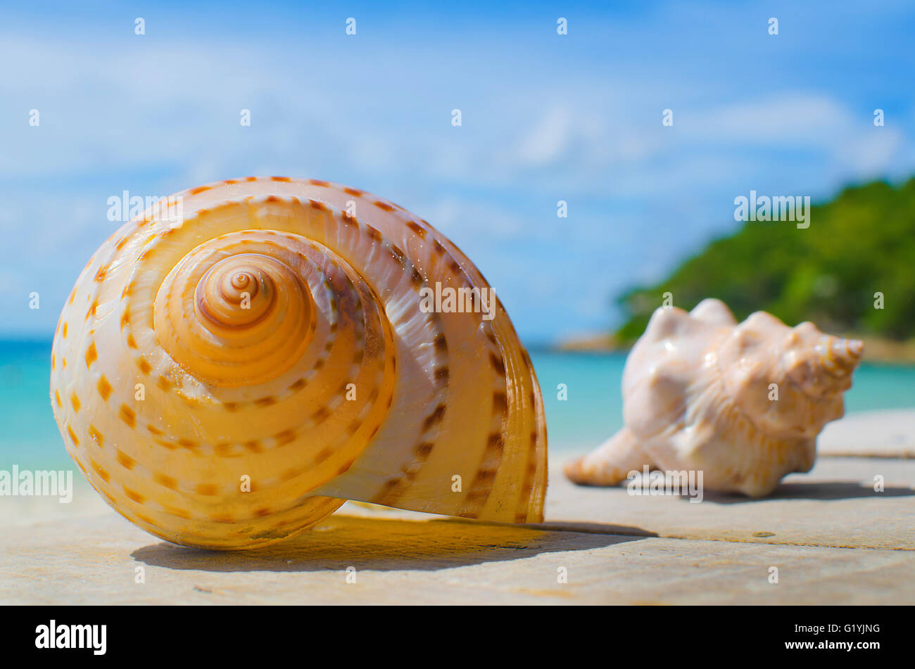 Sea shells on a old wooden table Stock Photo - Alamy