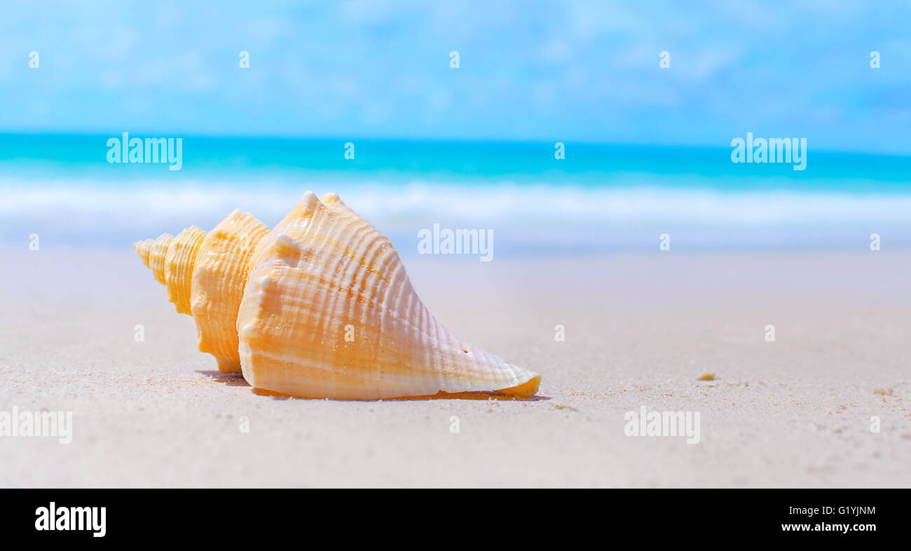 Shell tropical hi-res stock photography and images - Alamy