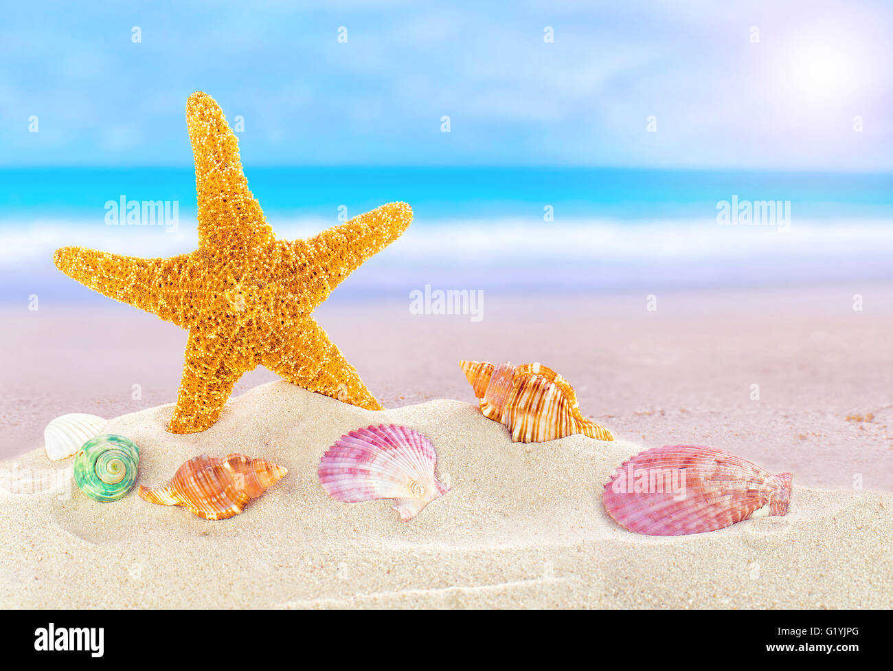 Starfish, shells, beach hi-res stock photography and images - Alamy