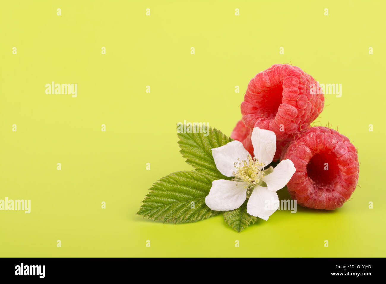 Raspberries with leaves and flower on bright green background Stock ...