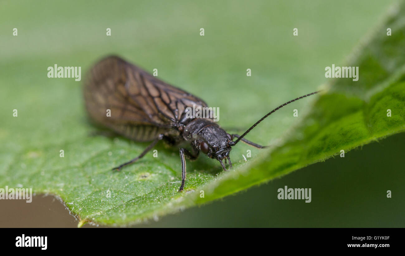 Alderfly hi-res stock photography and images - Alamy