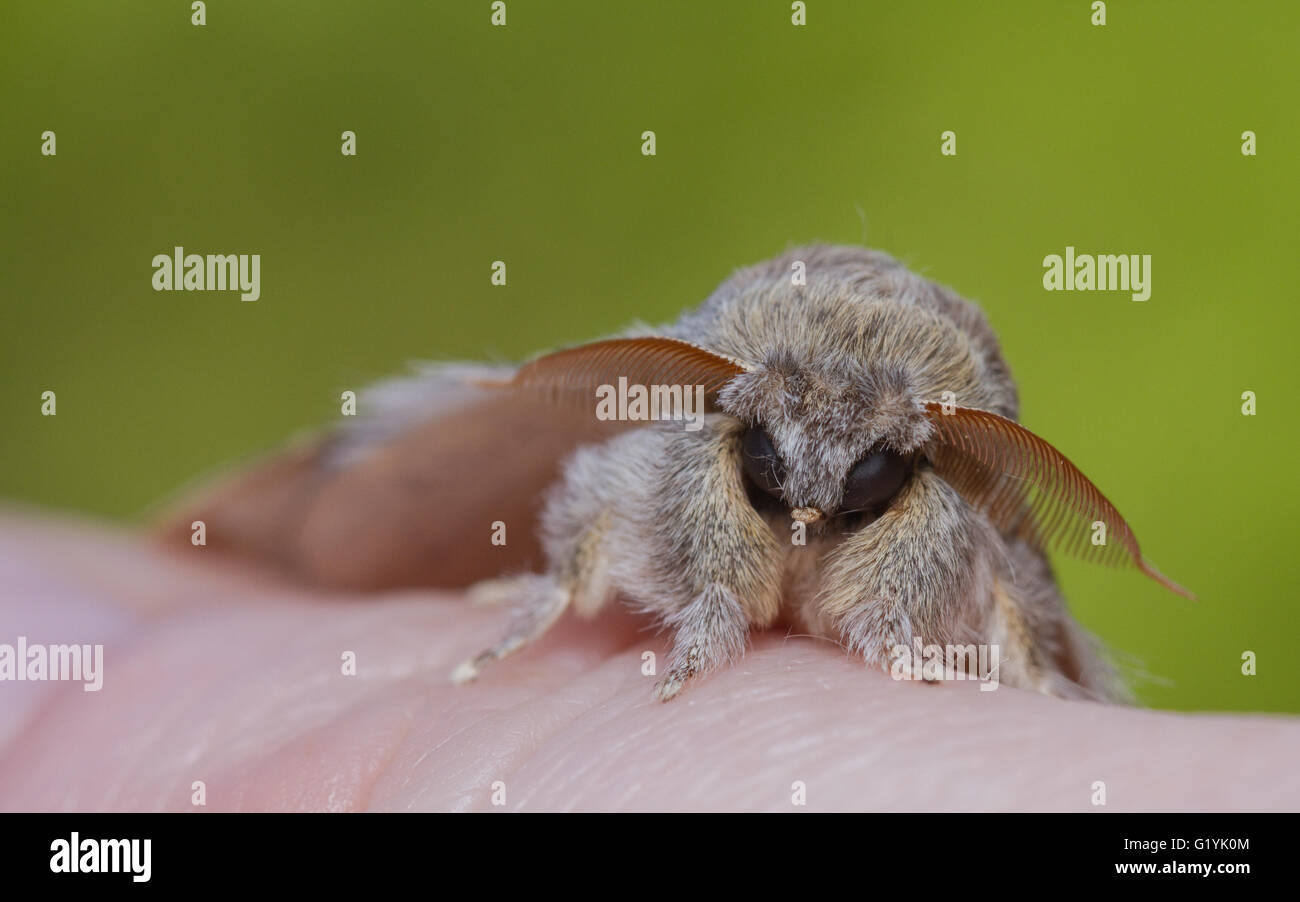 Lobster Moth (Stauropus fagi Stock Photo - Alamy
