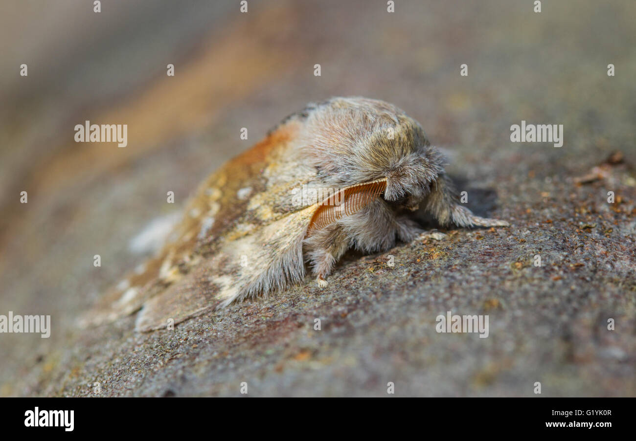 Lobster Moth (Stauropus fagi Stock Photo - Alamy