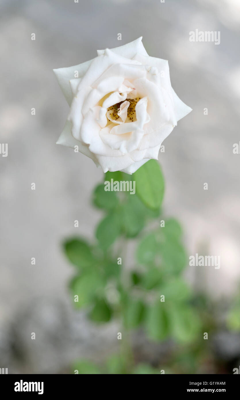 A white rose Stock Photo - Alamy