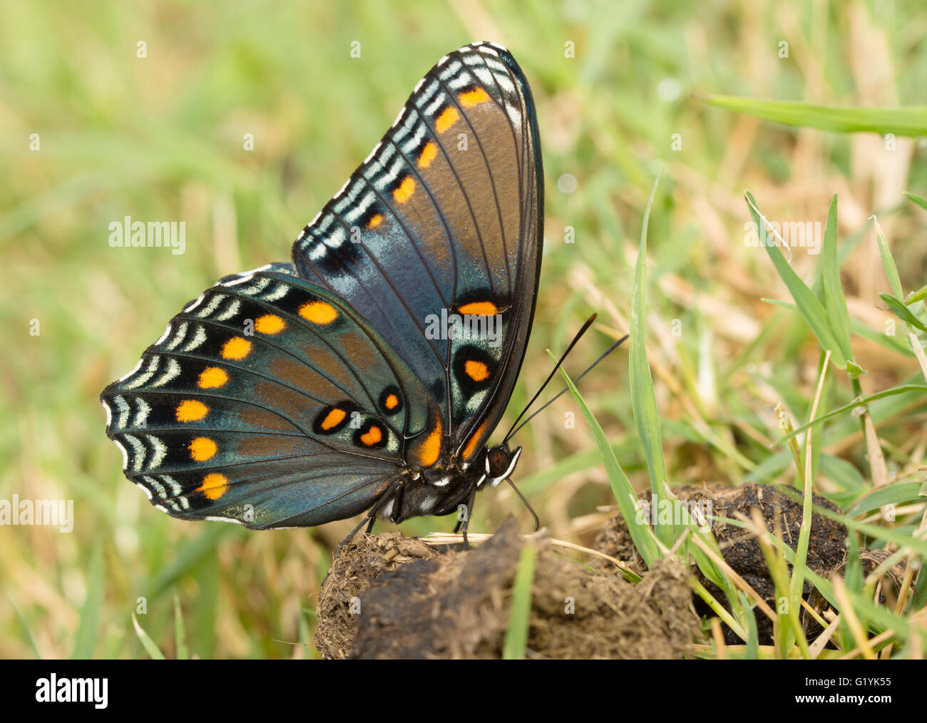 Ventral view if a beautiful Red-spotted Purple Admiral butterfly ...