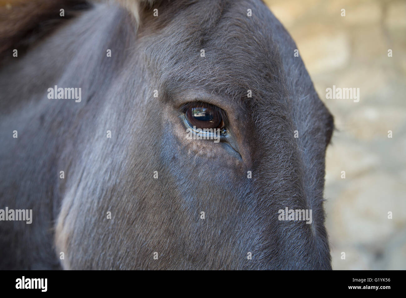 Gaze of a donkey hi-res stock photography and images - Alamy