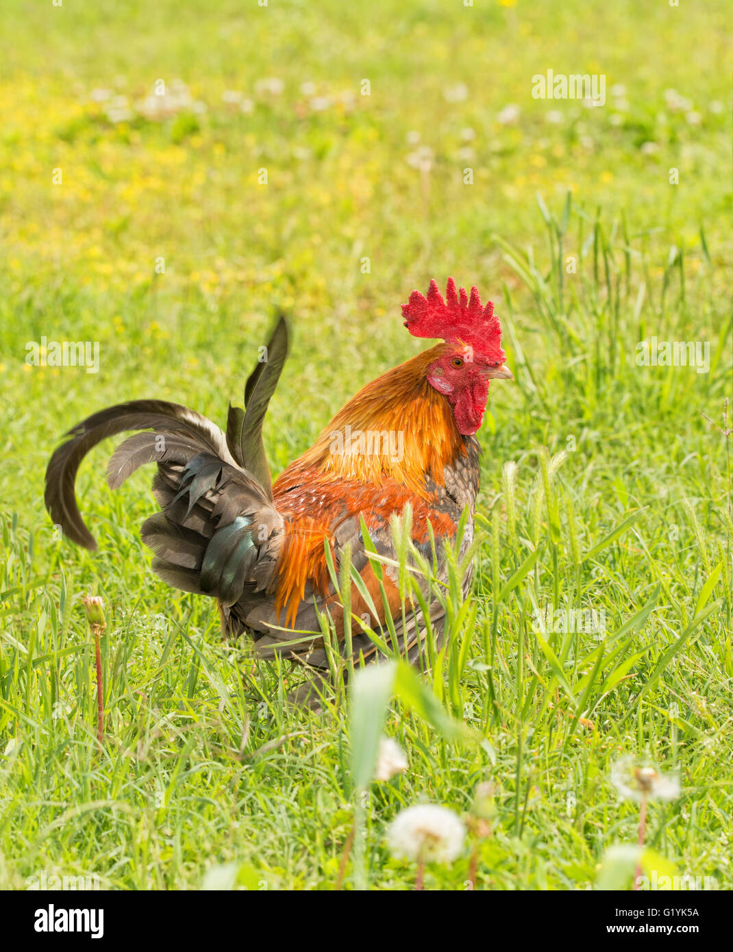 Bantam rooster hi-res stock photography and images - Alamy