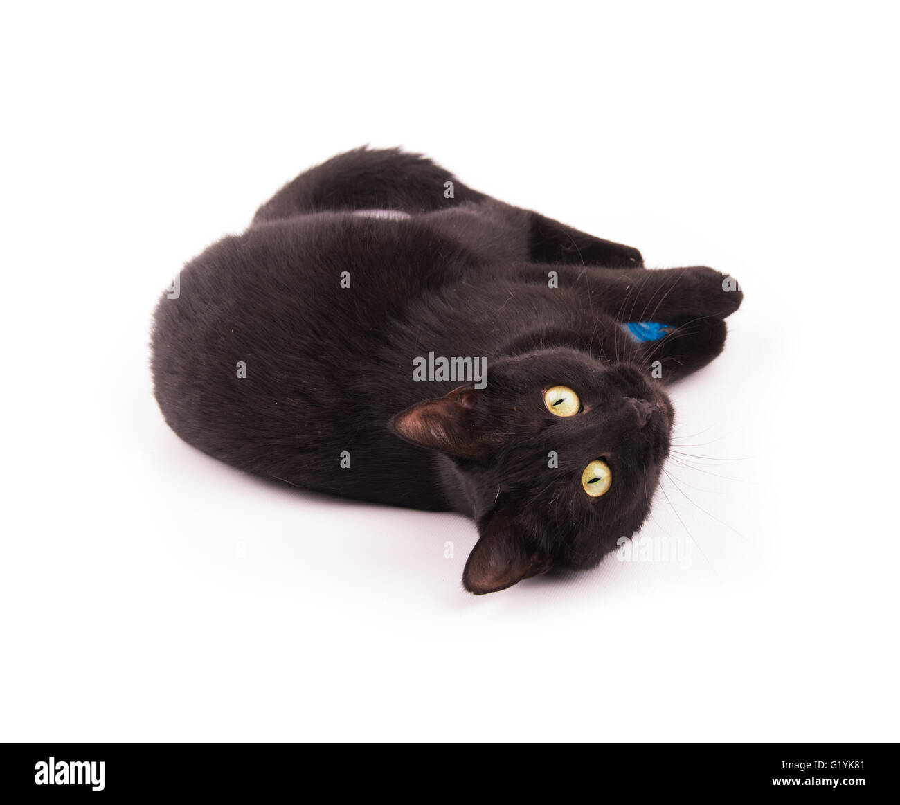 Black cat holding a blue ball in her paws, looking at the viewer ...