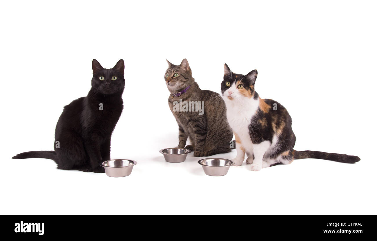 Three cats hi-res stock photography and images - Alamy