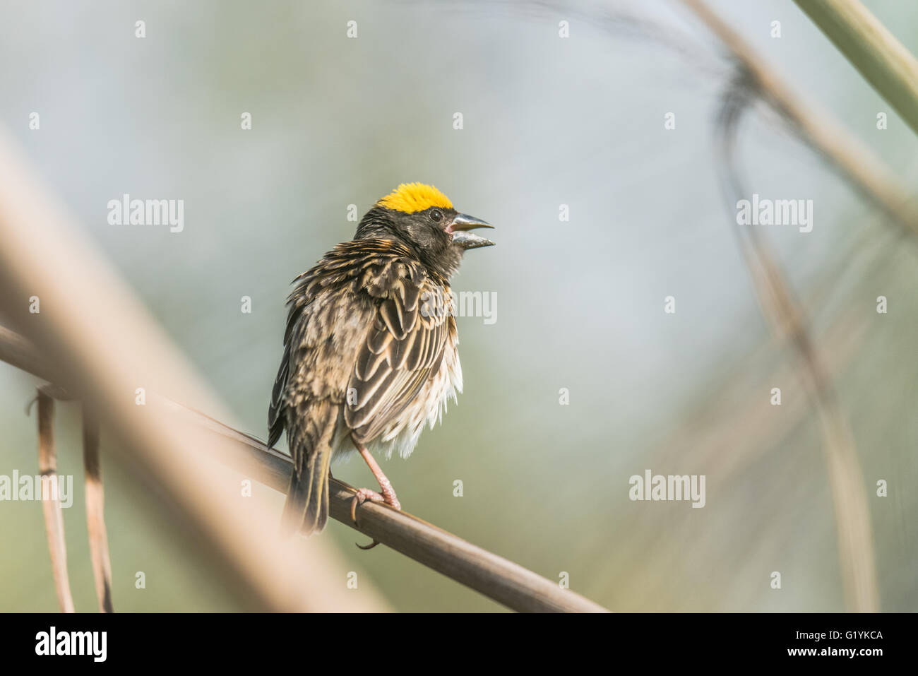 Yellow crested weaver hi-res stock photography and images - Alamy