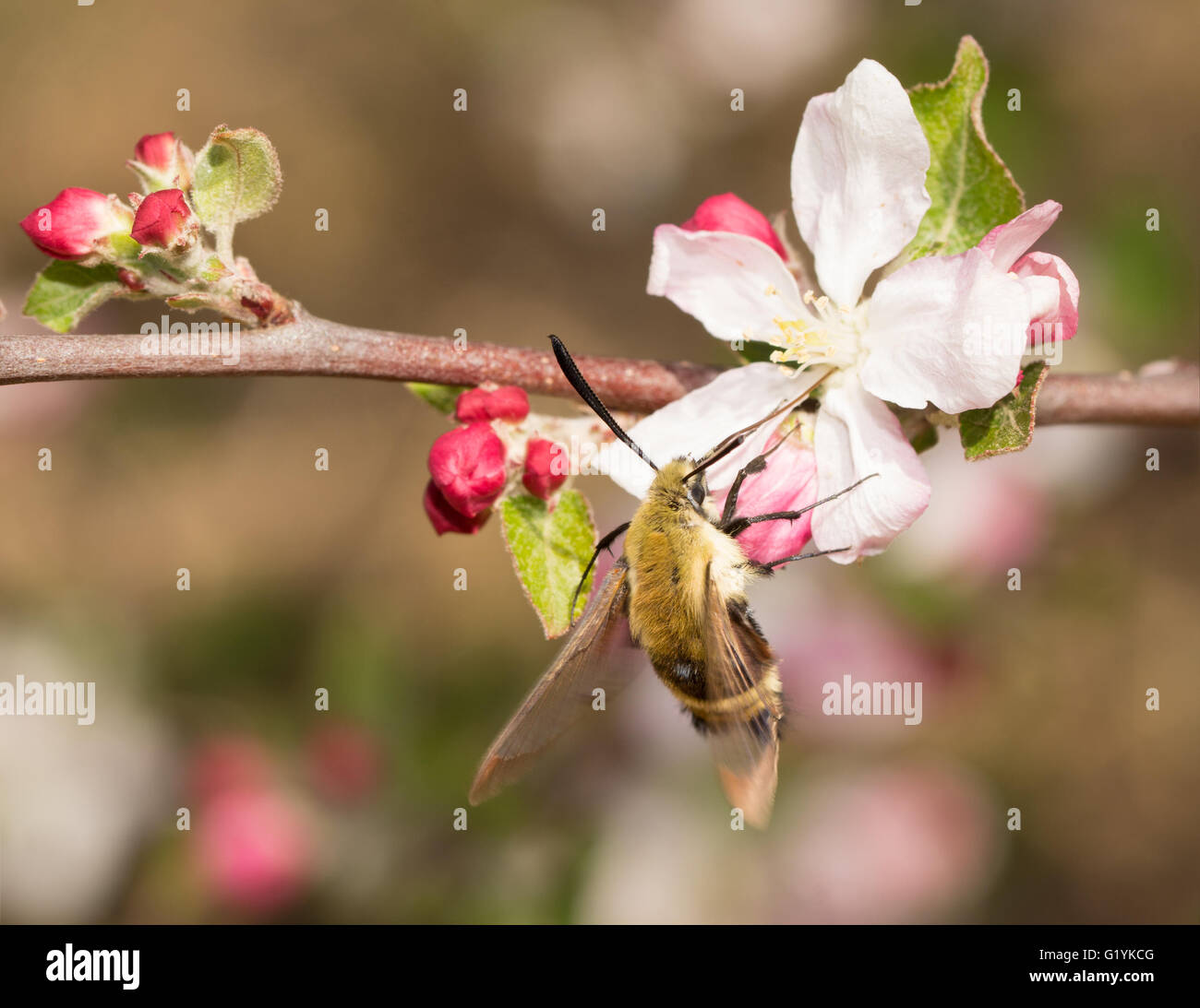 Snowberry Clearwing moth feeding on an apple flower in early spring ...
