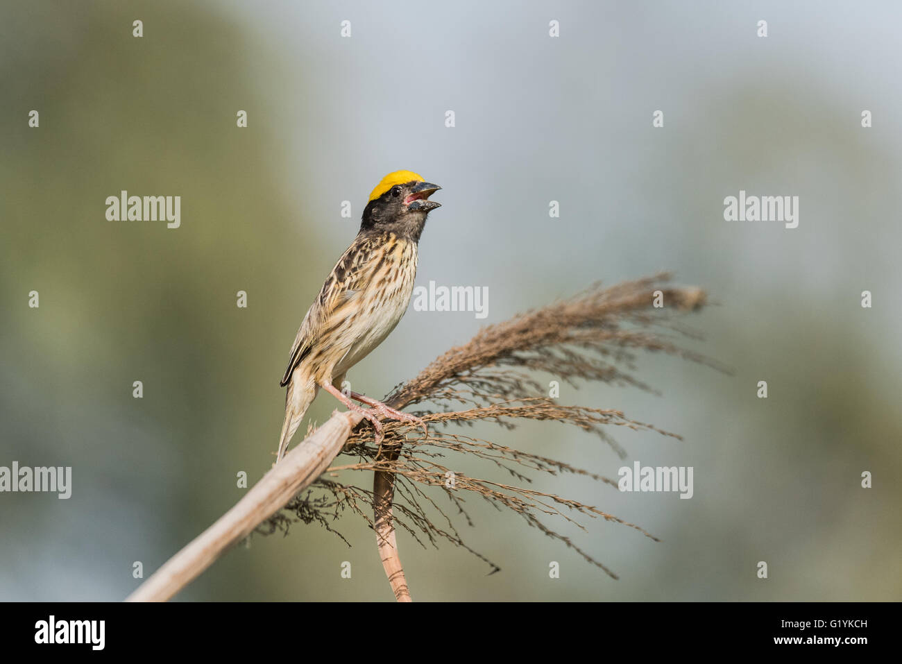 Yellow crested weaver hi-res stock photography and images - Alamy