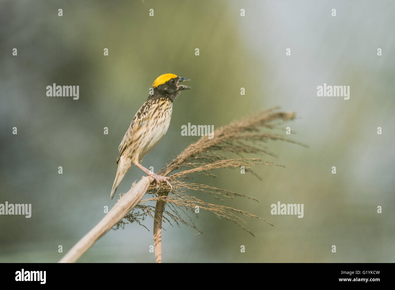 Yellow crested weaver hi-res stock photography and images - Alamy