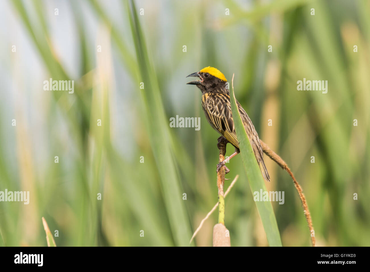 Yellow crested weaver hi-res stock photography and images - Alamy