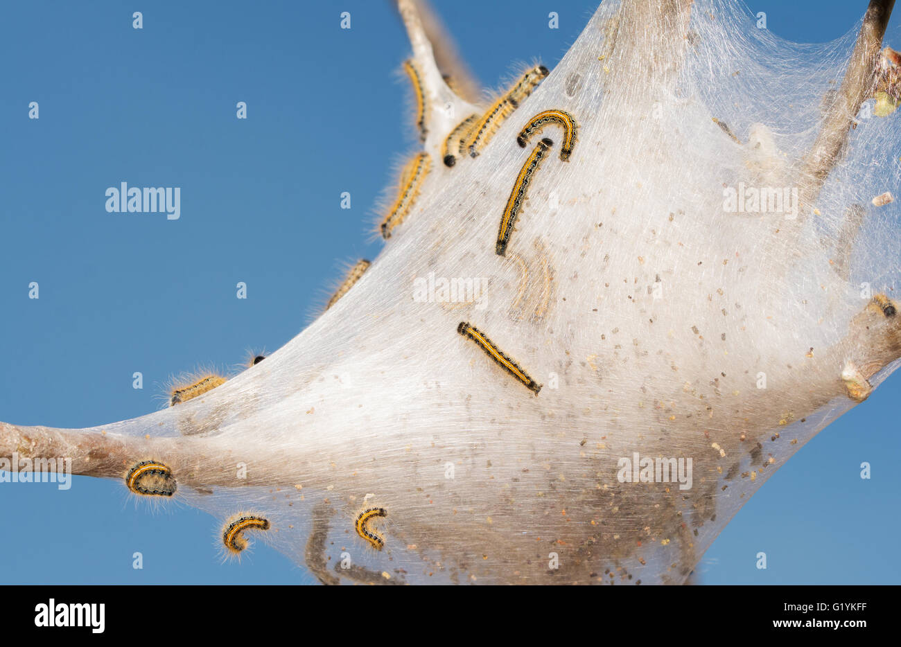 Eastern tent caterpillar nest hi-res stock photography and images - Alamy