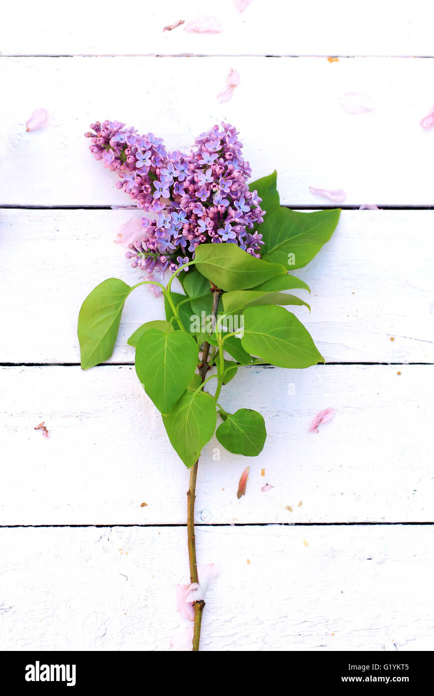 Fresh, romantic lilac branches on white subtle background Stock Photo ...