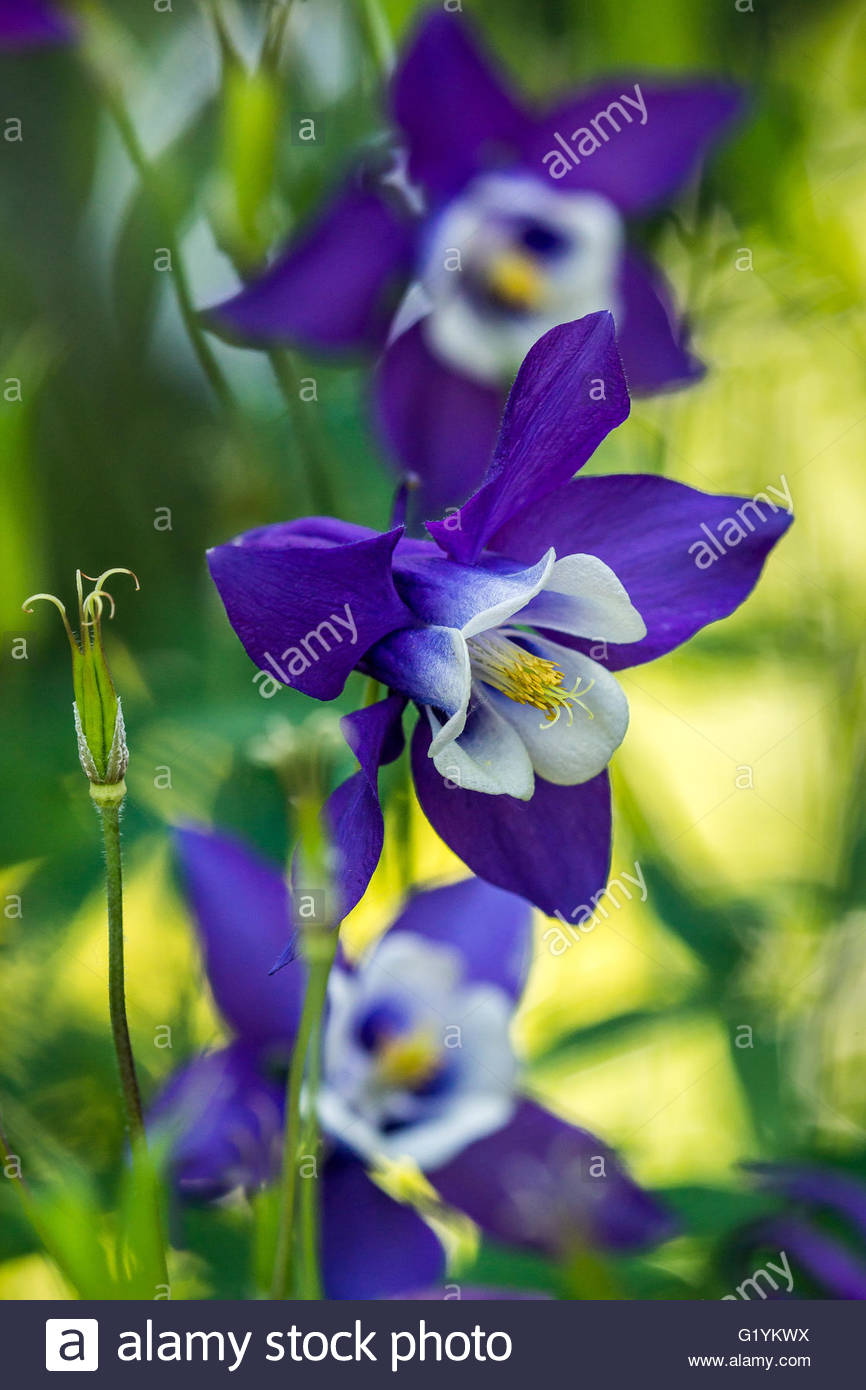 Alpine Columbine Aquilegia Alpina High Resolution Stock Photography and ...