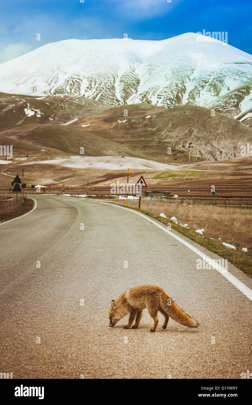Fox crossing a road in a wild valley Stock Photo - Alamy