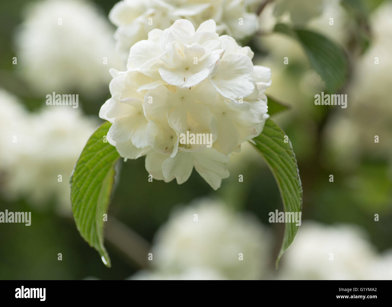 Japanese snowball bush, Viburnum plicatum f. tomentosum 'Sterile ...